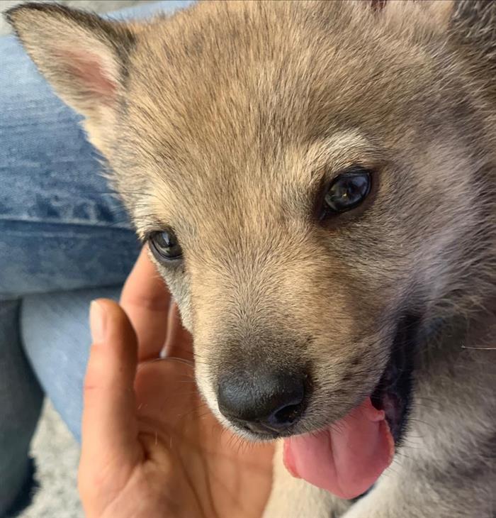 CUCCIOLI DI LUPO CECOSLOVACCO