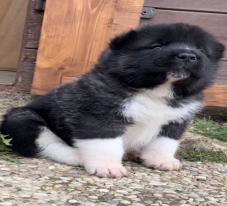 Cuccioli di Akita Americano