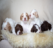 Cuccioli Lagotto