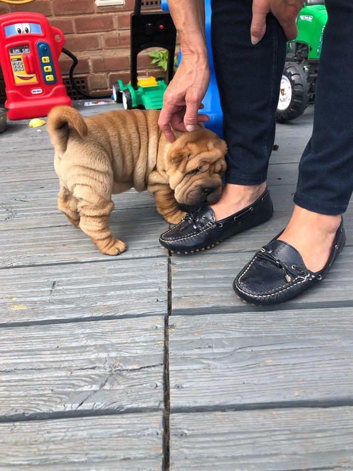 CUCCIOLI SHAR-PEI