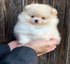 Bellissimi cuccioli di Pomaranian