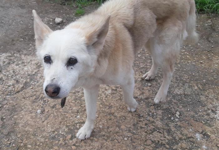 MIMI' DOLCE CAGNOLINA DI 16 ANNI