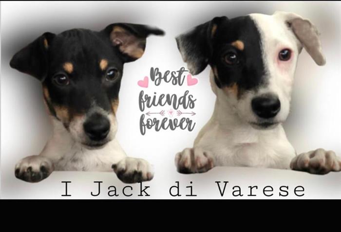 JACK RUSSEL CUCCIOLI MASCHIO