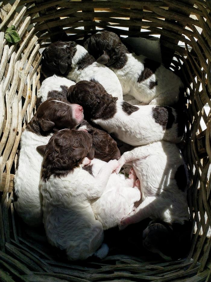 LAGOTTO ROMAGNOLO CUCCIOLI CON PEDIGREE ROI