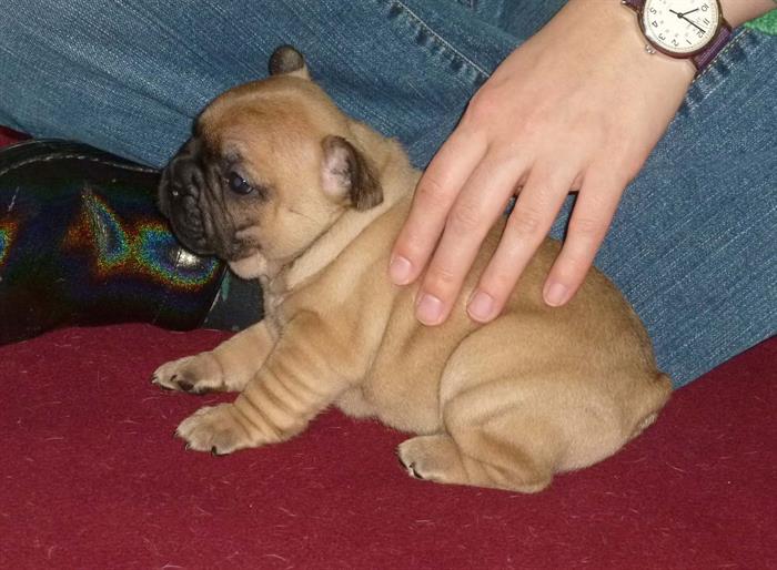 CUCCIOLI DI BULLDOG FRANCESE