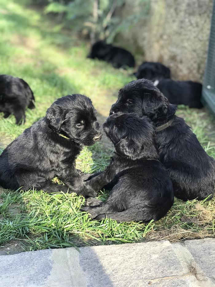 SCHNAUZER GIGANTE NERO