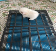  Cuccioli di Pomerania (maschi e femmine)