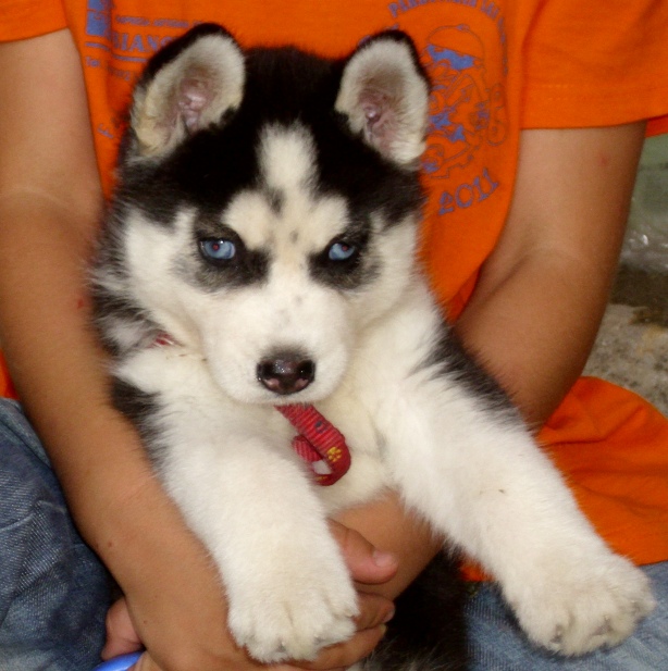 SPLENDIDI CUCCIOLI SIBERIAN HUSKY CON PEDIGREE