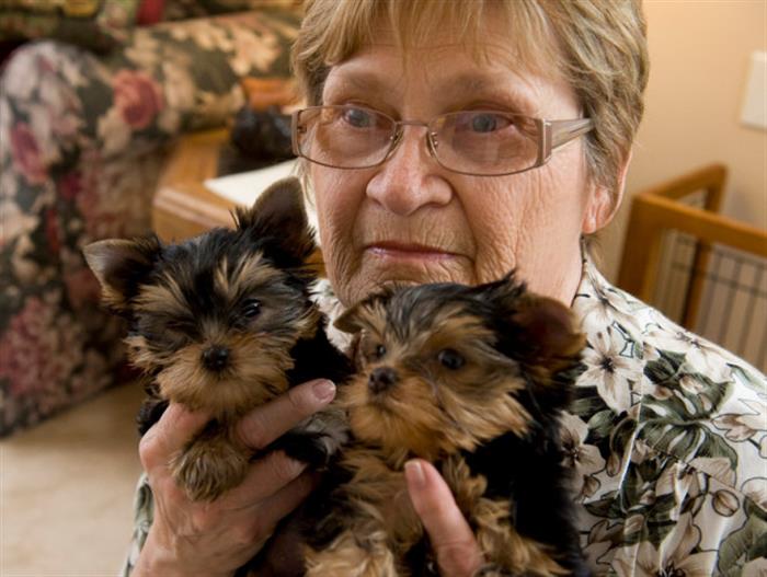 CUCCIOLO TOY YORKSHIRE TERRIER