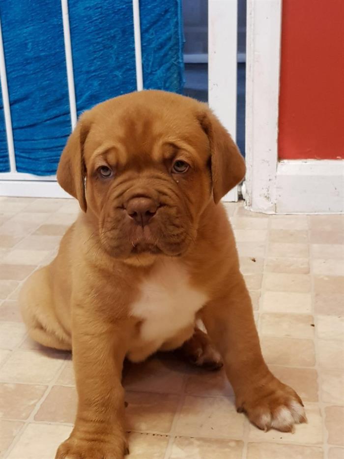 CUCCIOLI DOGUE DE BORDEAUX