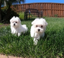 Bellissimi cuccioli maltesi maschi e femmine