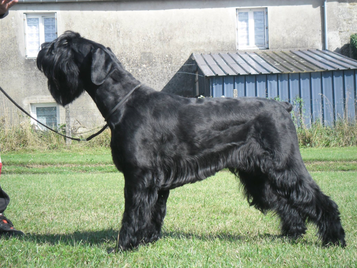 CUCCIOLI SCHNAUZER GIANTE