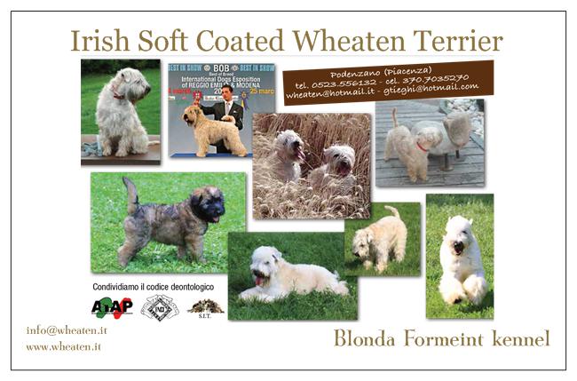 CUCCIOLI IRISH SOFT COATED WHEATEN TERRIER