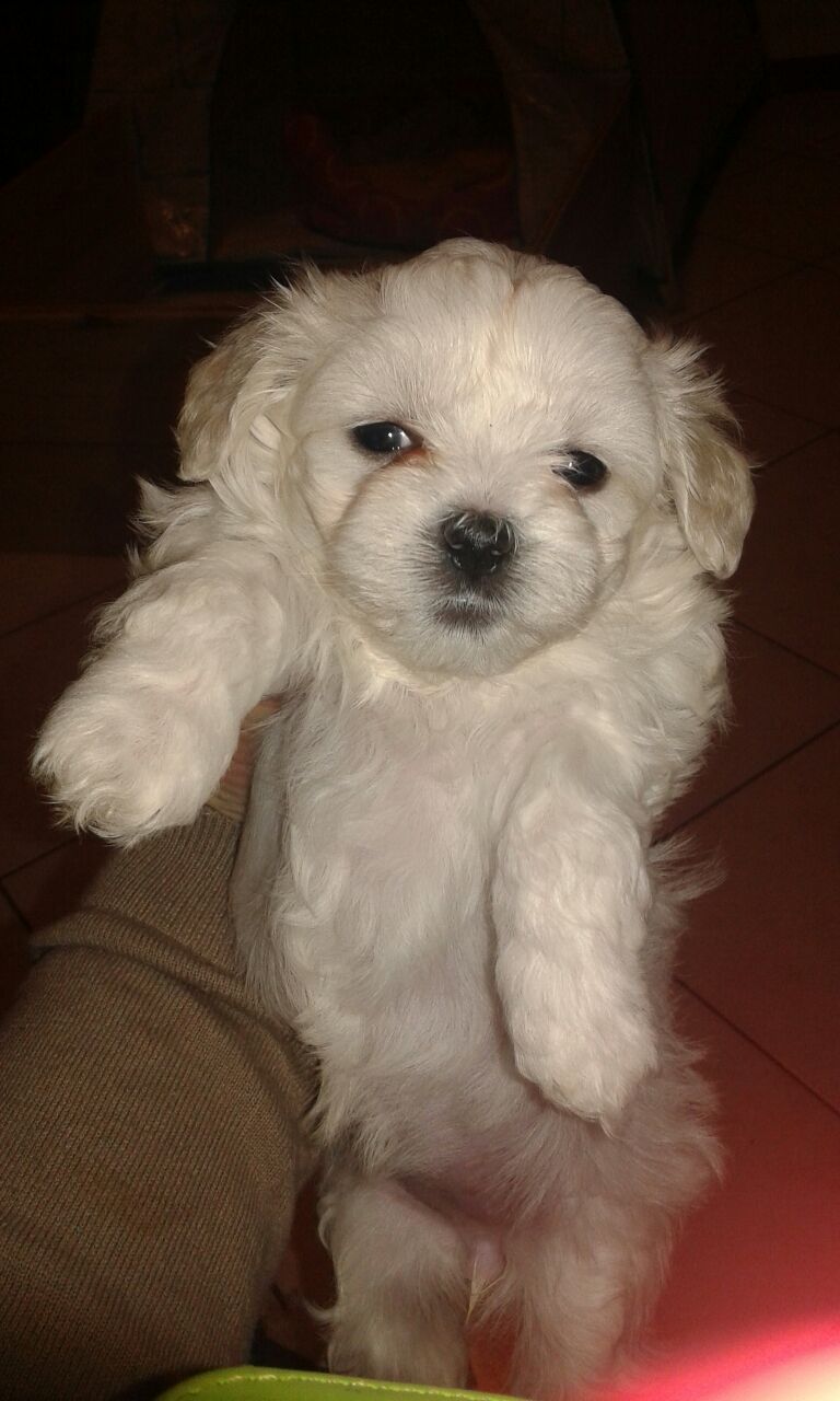 SPLENDIDA CUCCIOLATA MALTESI DI 45 GIORNI , PRONTI FRA 15 GIORNI