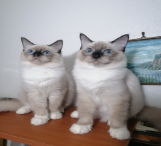 Ragdoll cuccioli maschi