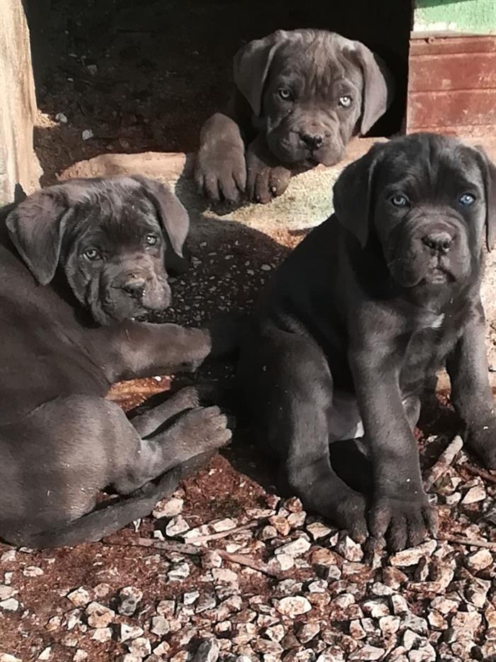 CUCCIOLI DI CANE CORSO