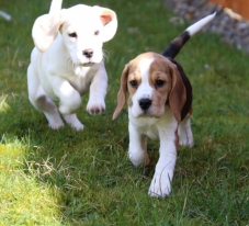 Vendo bellissimi cuccioli di beagle