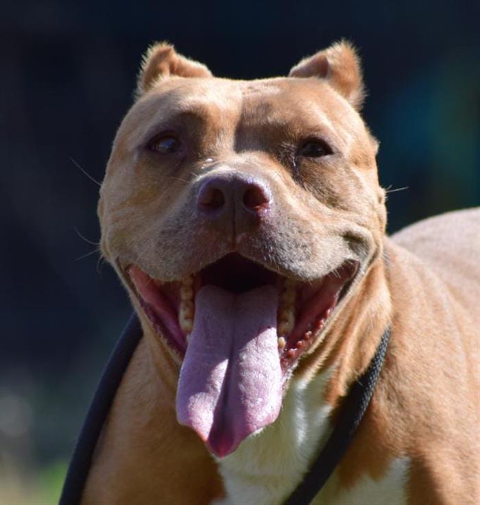 ADOZIONE DEL CUORE! PIT BULL FEMMINA 8 ANNI TYA