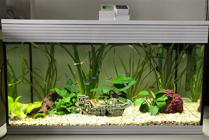 ACQUARIO ASKOLL PURE LX