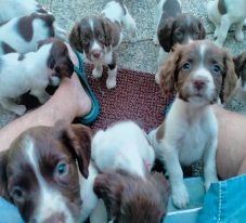 venduta cuccioli Springer spaniel inglesi 