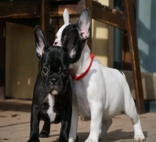 Vendo bellissimi cuccioli di bulldog francese maschio e femmina