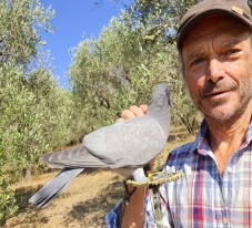 Piccioni addestrati per caccia al colombaccio 