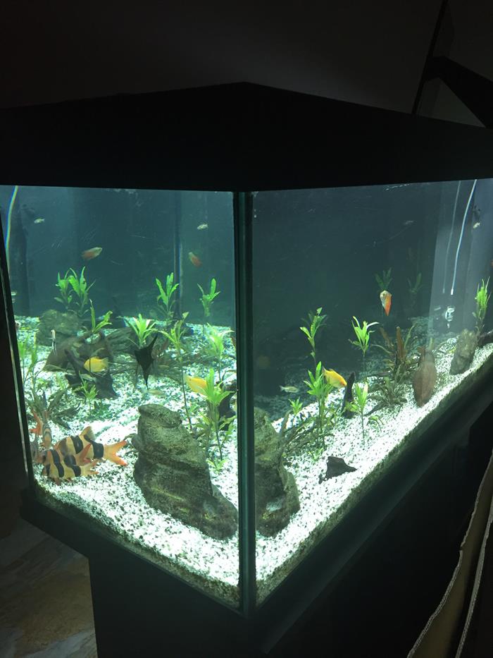 ACQUARIO JUWEL 180 LT