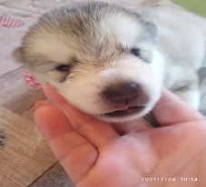 Cuccioli di Alaskan malamute con pedigree