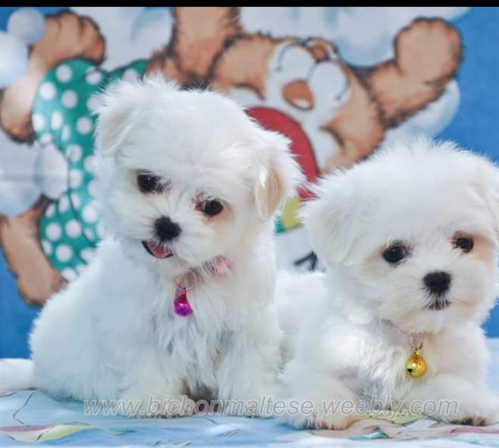 CUCCIOLI MALTESE TOY