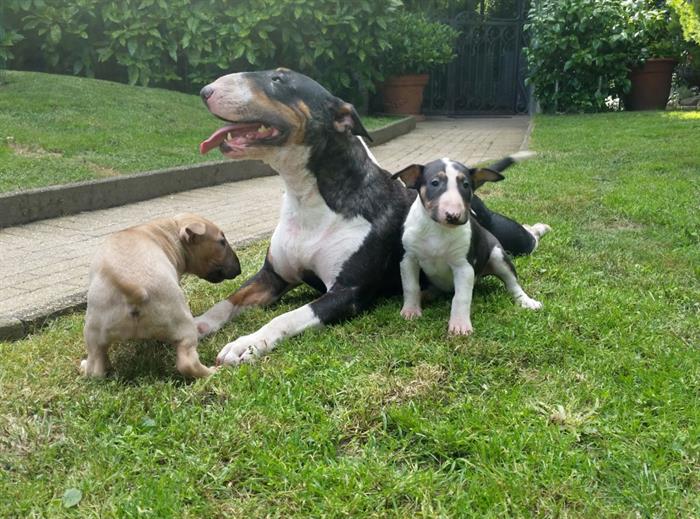 BULL TERRIER INGLESE STANDARD CUCCIOLI