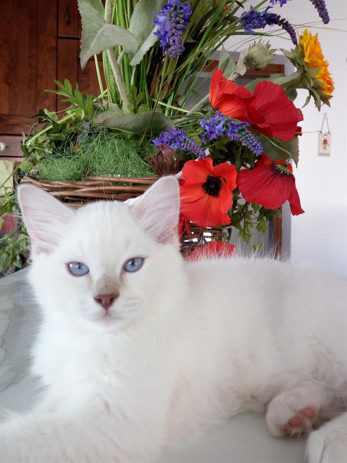 CUCCIOLI RAGDOLL