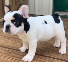 Adorabili cuccioli di Bulldog francese,