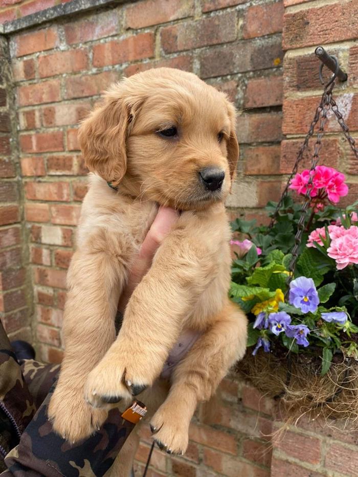 CUCCIOLI DI GOLDEN RETRIEVER -BOLZANO (BZ)