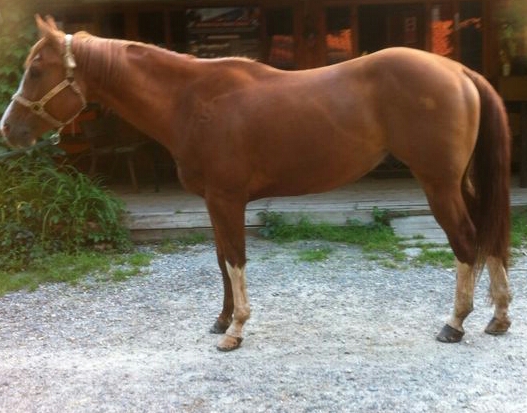 CAVALLO QUARTER HORSE CASTRONE