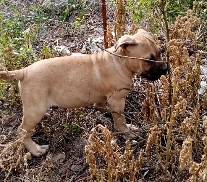 AMERICAN BULLY