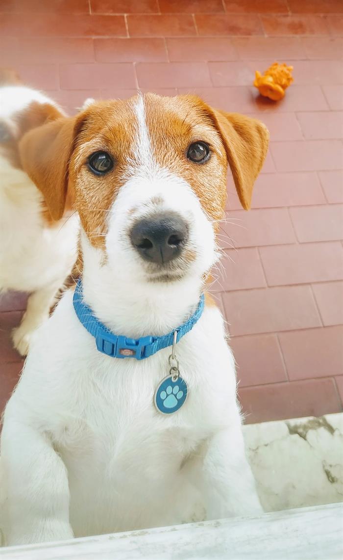 CUCCIOLO JACK RUSSEL