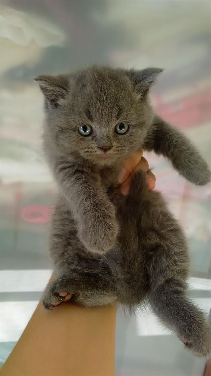 CUCCIOLI DI SCOTTISH STRAIGH E SCOTTISH FOLD