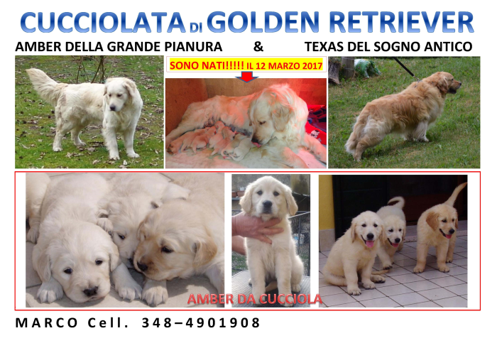 CUCCIOLI DI GOLDEN RETRIEVER