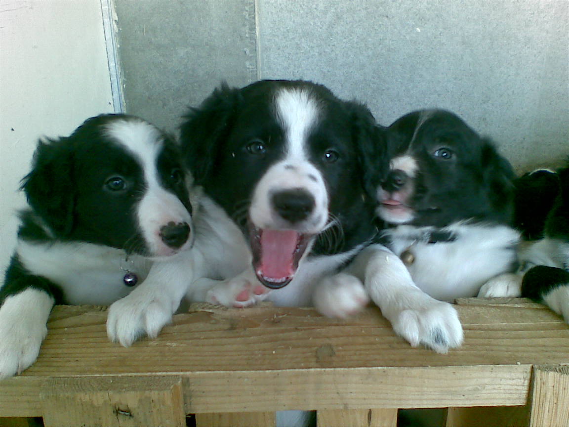 BORDER COLLIE CON PEDIGREE