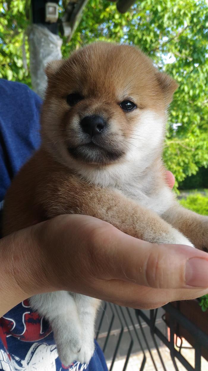 CUCCIOLI DI SHIBA INU