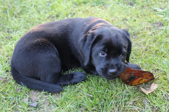 CUCCIOLO LABRADOR RETRIEVER