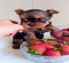 Cuccioli di razza Yorkshire Terrier in miniatura.