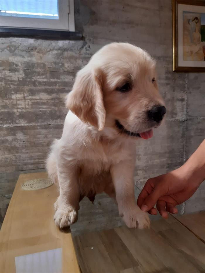 SPETTACOLARE CUCCIOLO DI GOLDEN RETRIEVER