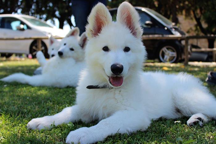 CUCCIOLI PASTORE SVIZZERO BIANCO