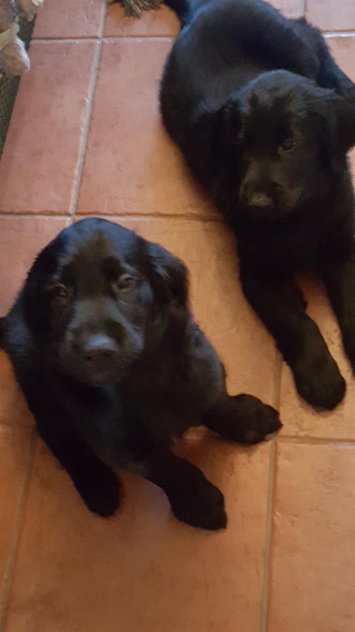 CUCCIOLI DI FLAT COATED RETRIEVER