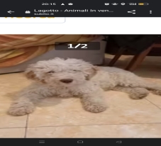 Lagotto