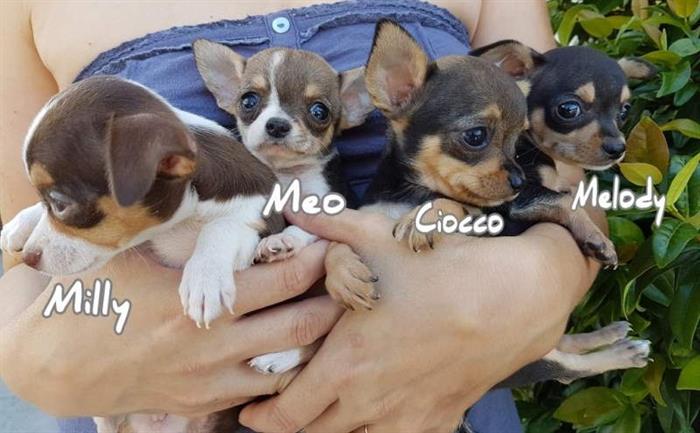 CUCCIOLI CHIHUAHUA