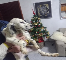 Cucciolo setter inglese maschio