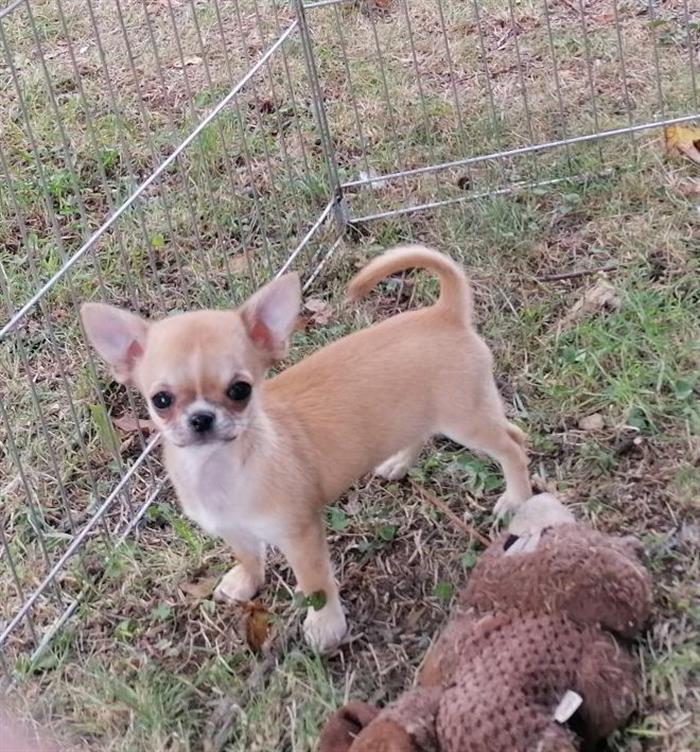 CHIHUAHUA