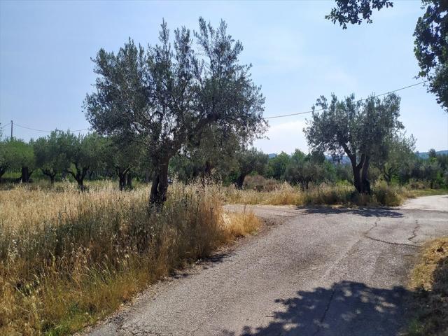 Terreno agricolo in vendita a manoppello santa maria arabona